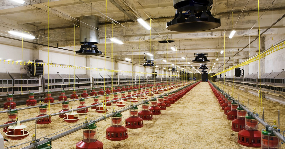 Climate Change and the Challenges of Ventilation in Poultry